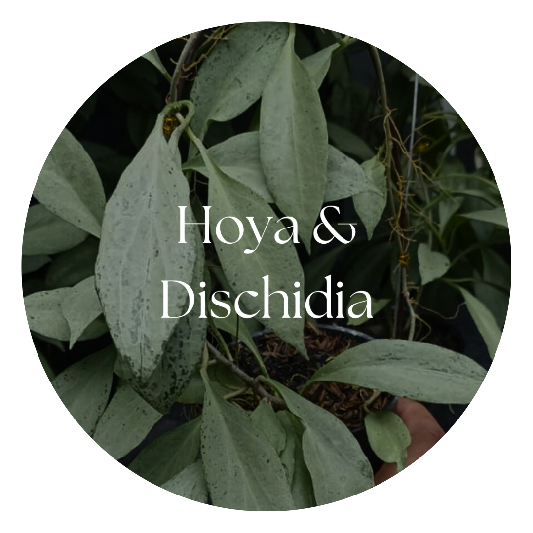 Hoya & Dischidia – GrowCo Nursery