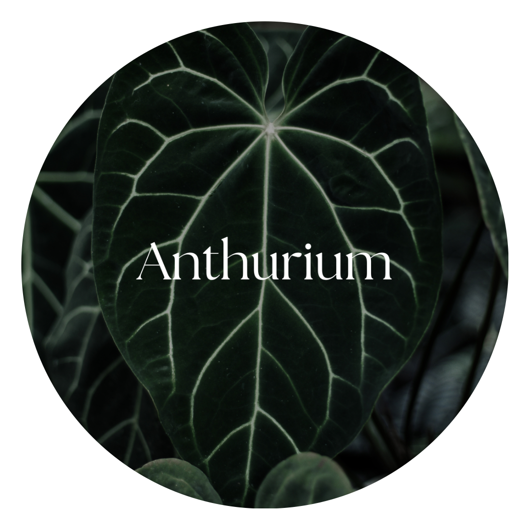 GrowCo Home – GrowCo Nursery