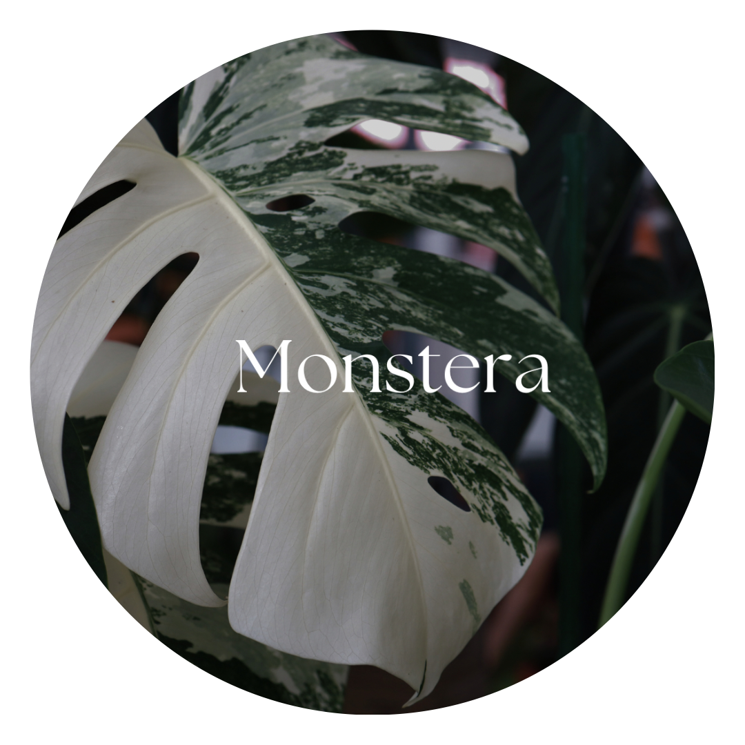 Monsteras – GrowCo Nursery