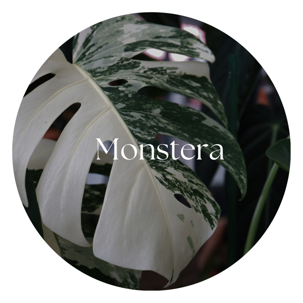 GrowCo Home – GrowCo Nursery