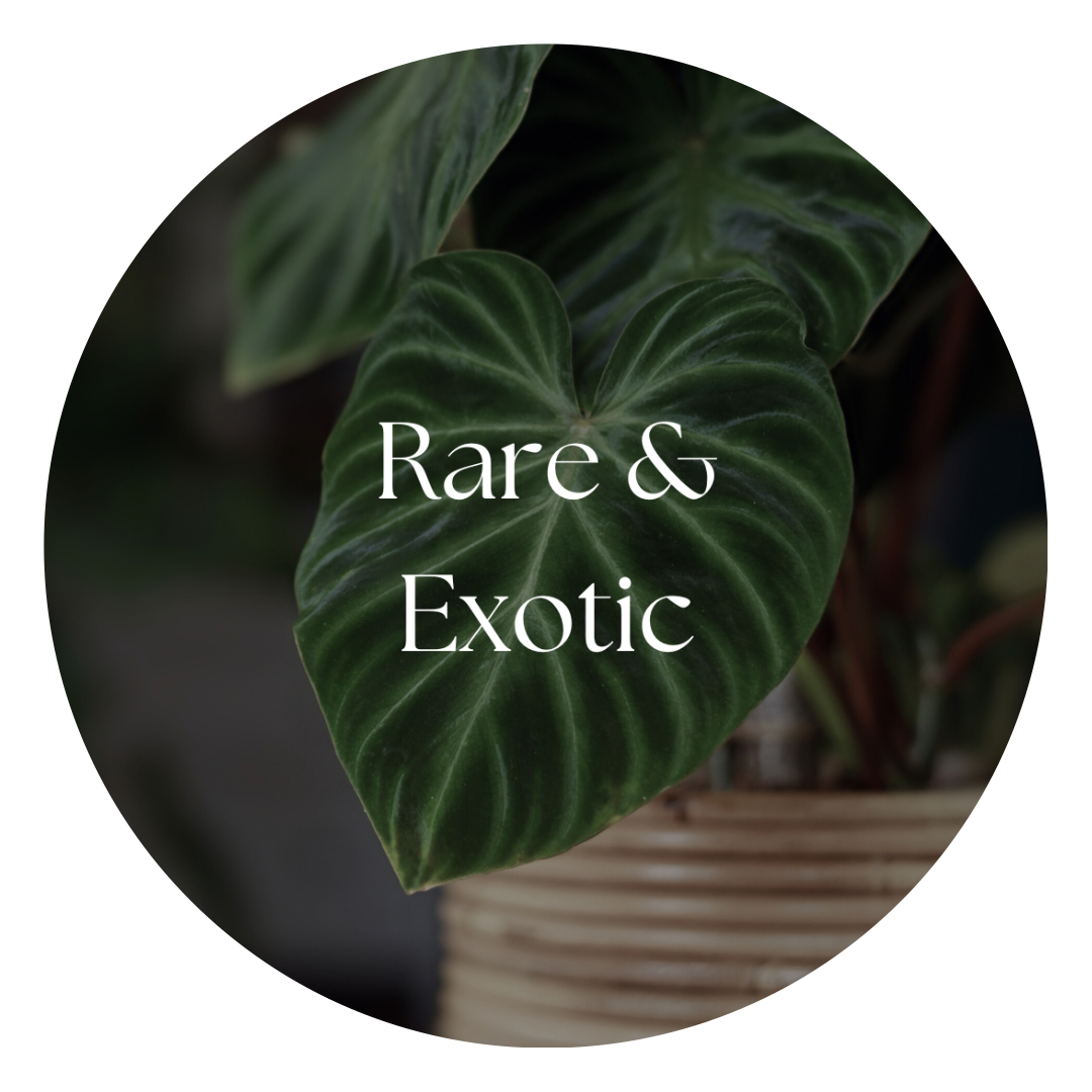 For the obsessed collector – GrowCo Nursery