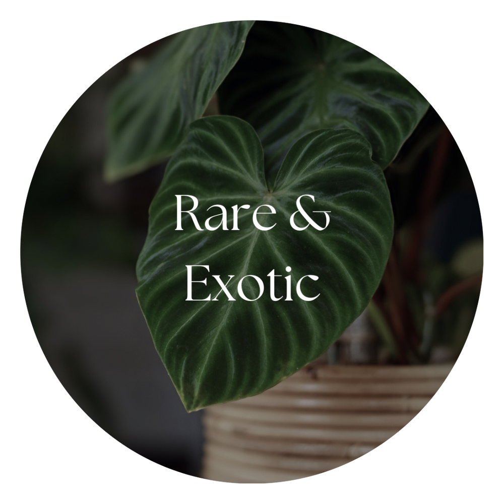 GrowCo Home – GrowCo Nursery