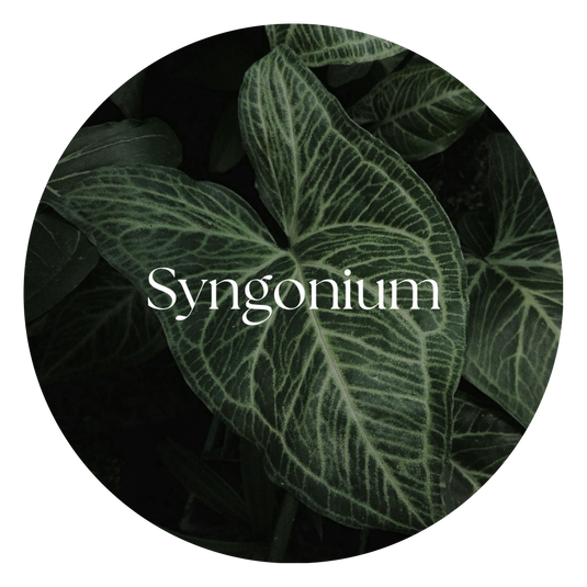 GrowCo Home – GrowCo Nursery