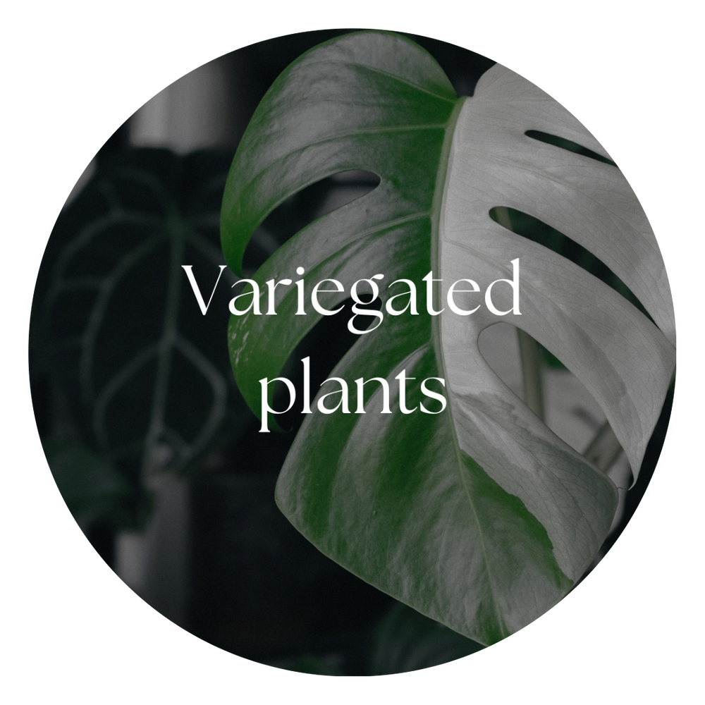 GrowCo Home – GrowCo Nursery