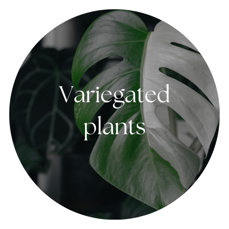 GrowCo Home – GrowCo Nursery