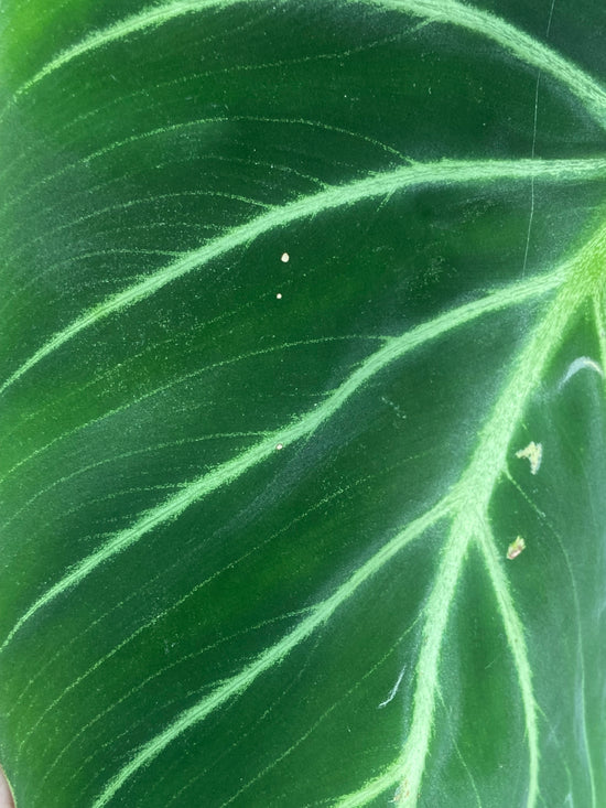 GrowCo Home – GrowCo Nursery