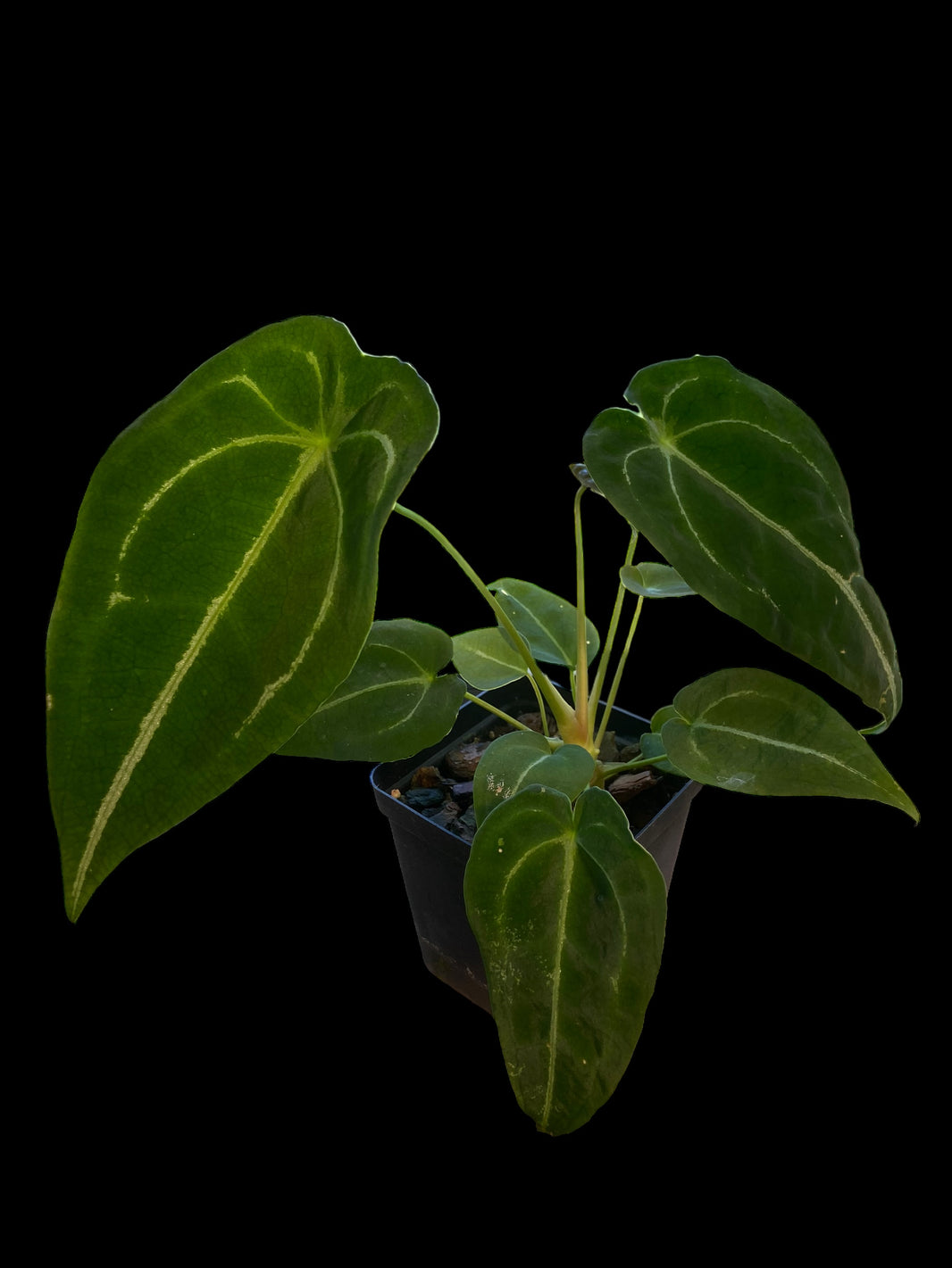 Anthuriums – GrowCo Nursery