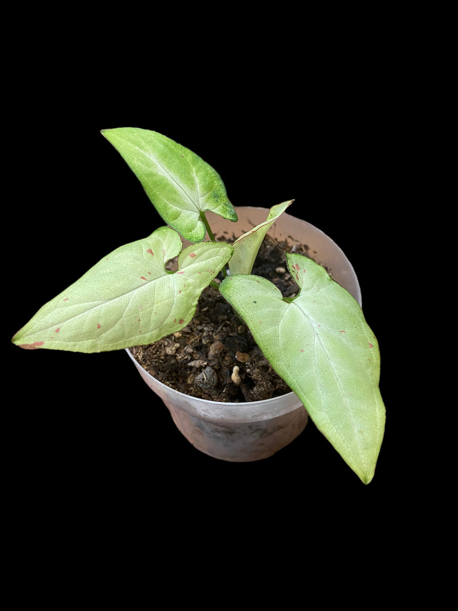 Syngoniums – GrowCo Nursery