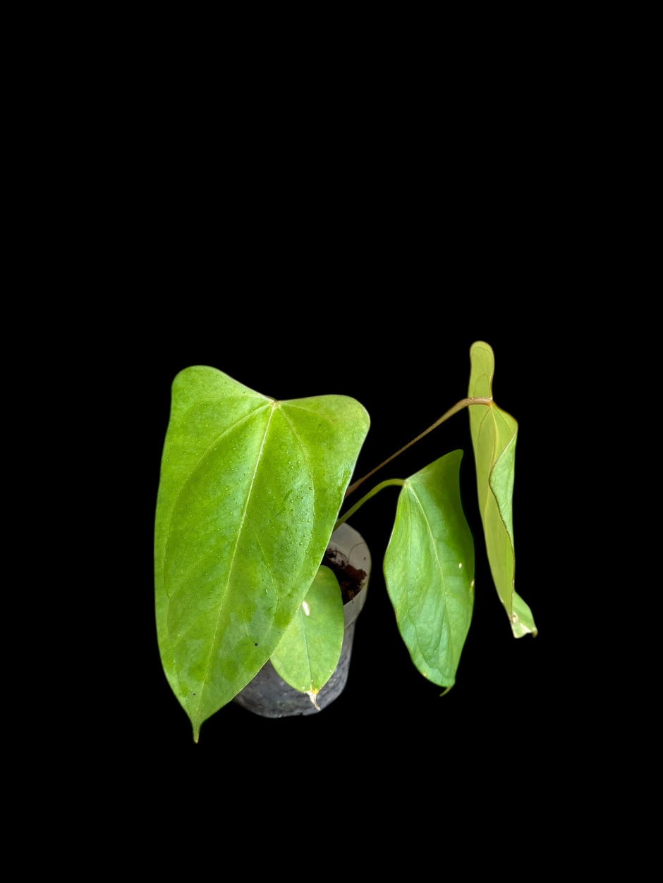 Anthuriums – GrowCo Nursery