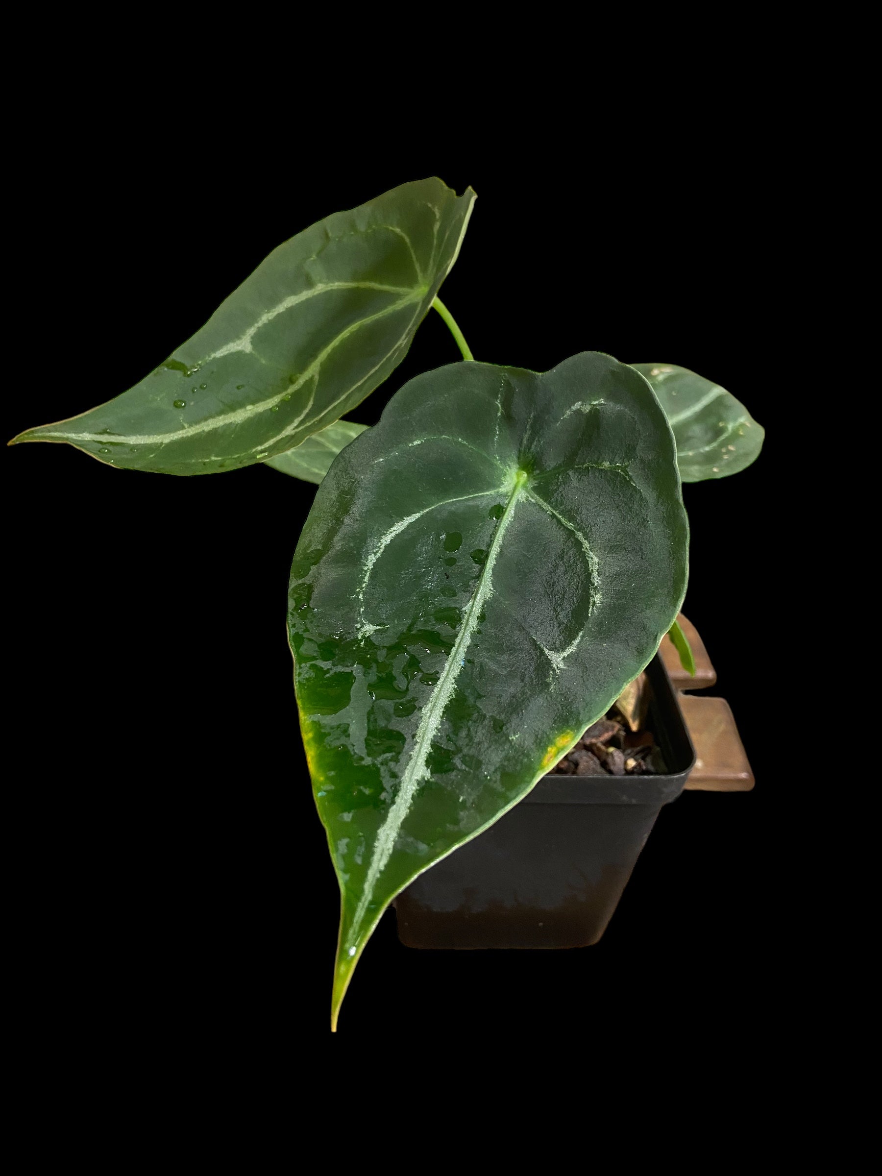 Anthuriums – GrowCo Nursery