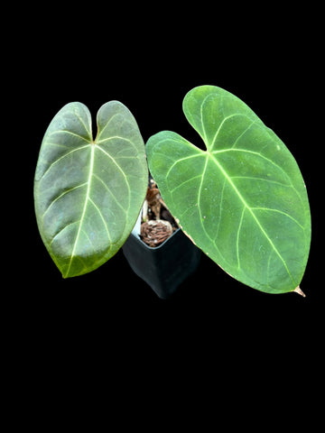 Anthuriums – GrowCo Nursery