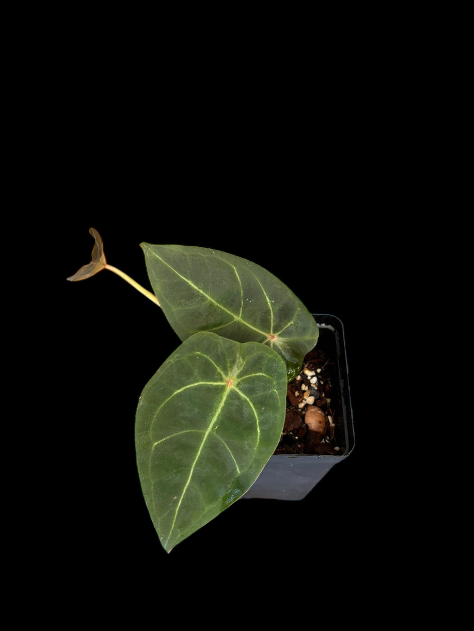 Anthuriums – GrowCo Nursery