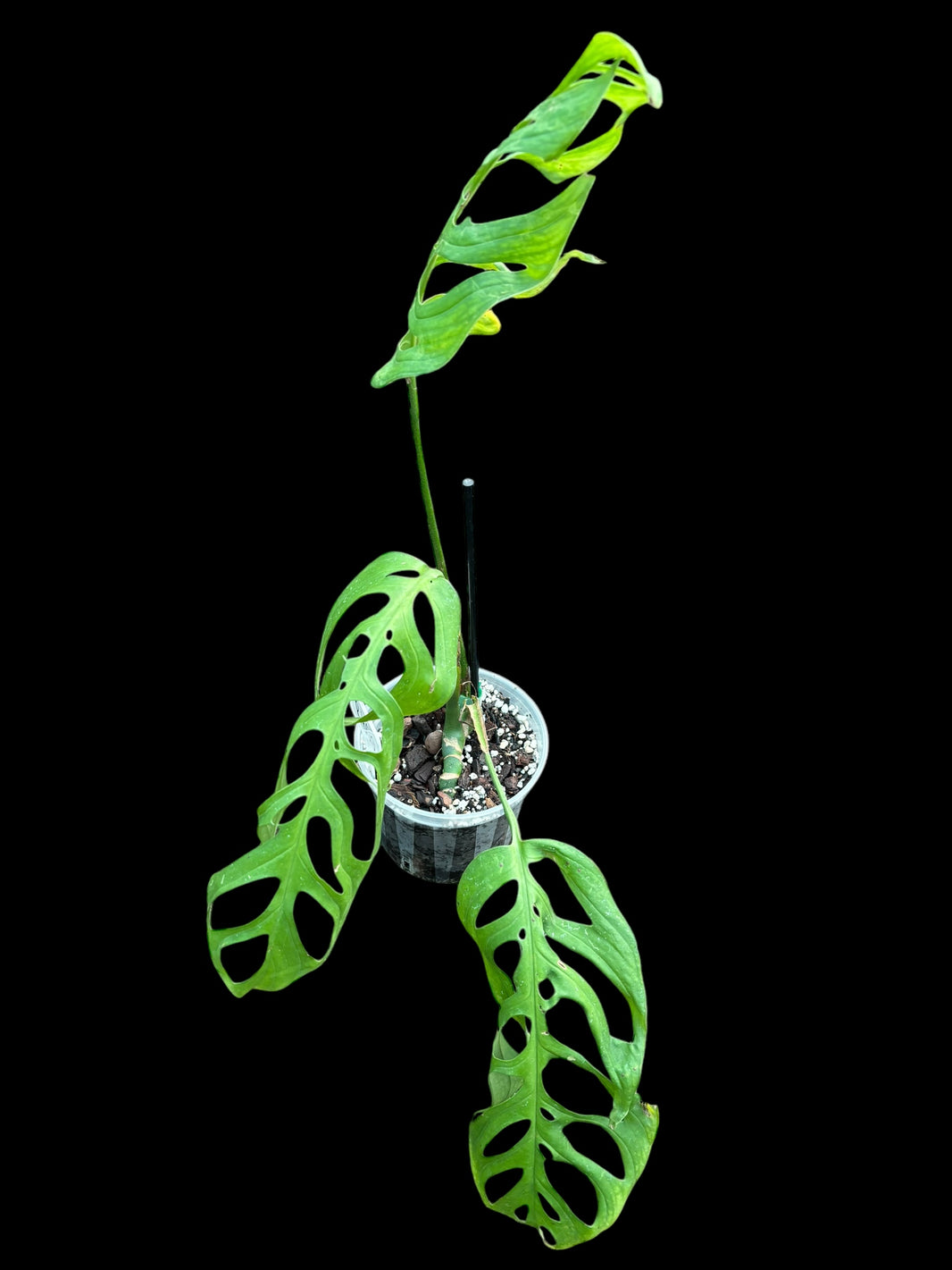Monsteras – GrowCo Nursery