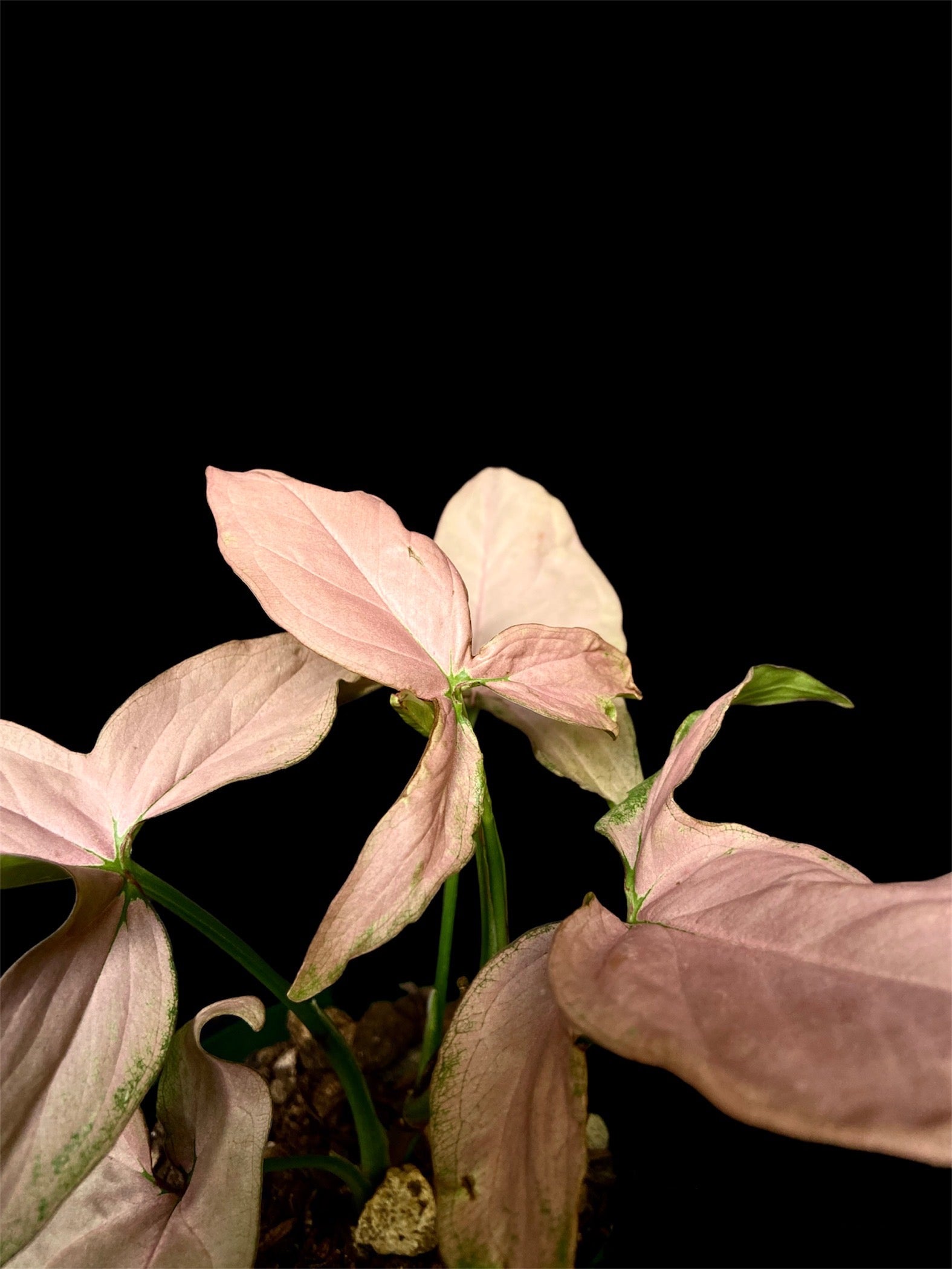 Syngoniums – GrowCo Nursery